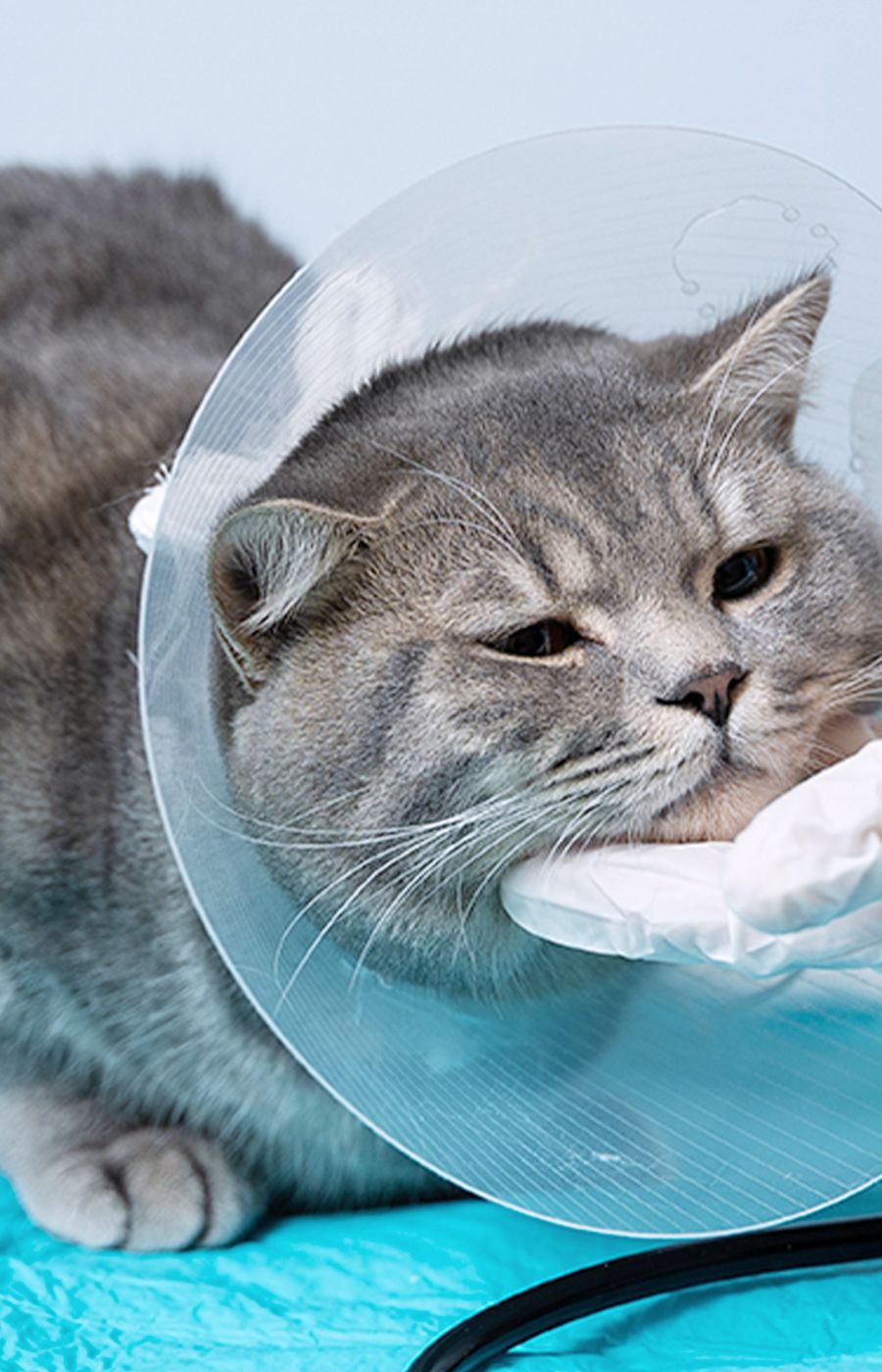 Pet Surgery West Babylon, Lindenhurst, Farmingdale | West Babylon ...