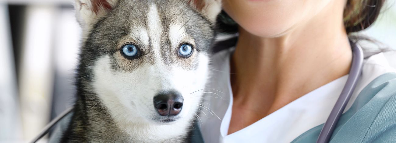 Pet Surgery West Babylon, Lindenhurst, Farmingdale | West Babylon ...