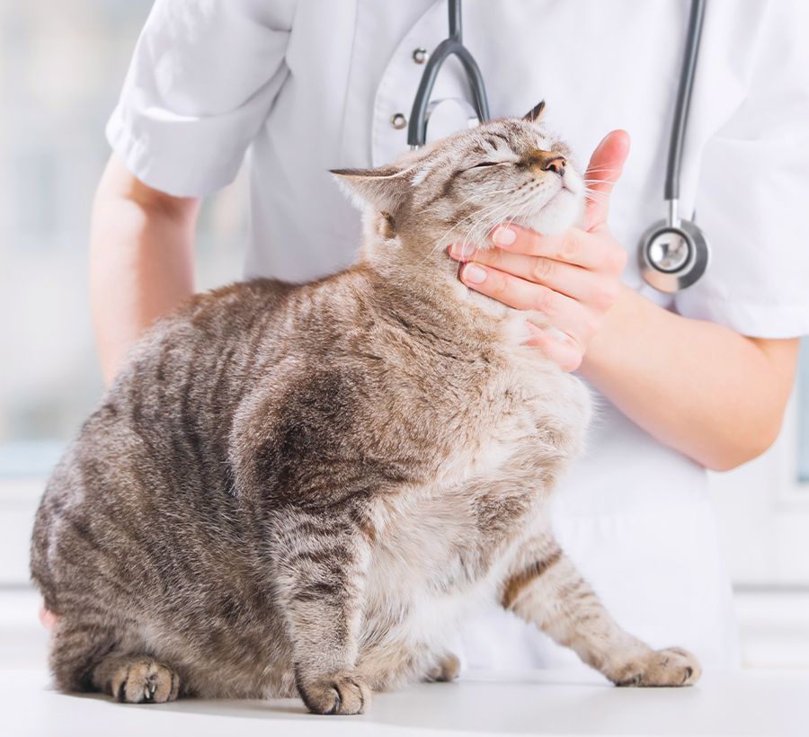 Veterinarian West Babylon, Lindenhurst, Farmingdale | West Babylon ...